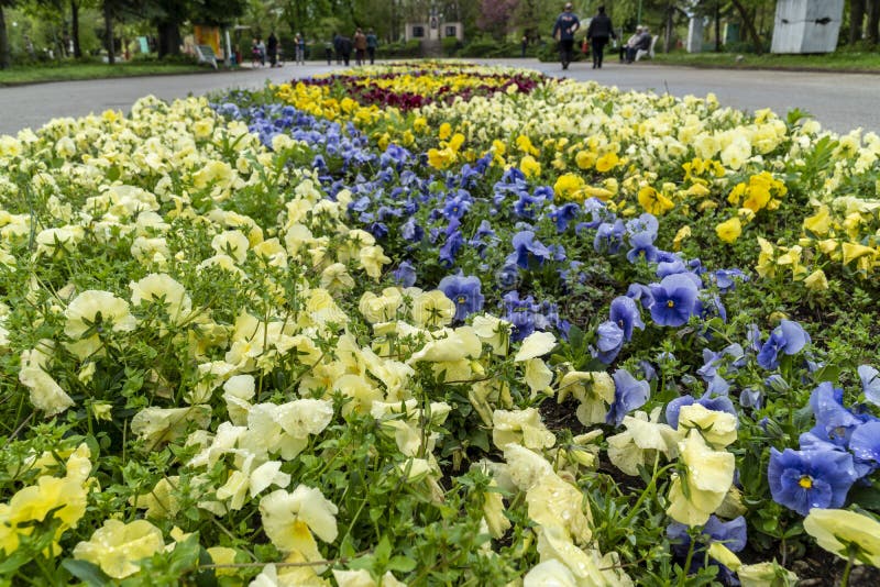 Viola Flower Garden Arrangement Stock Image - Image of viola ...