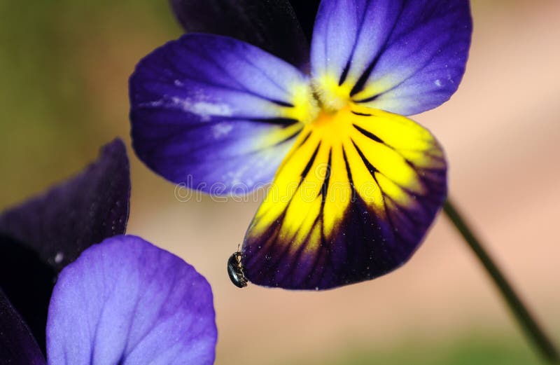 Viola flower field stock image. Image of delicate, beauty - 27369623