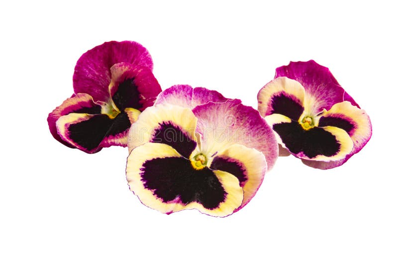 Viola flower isolated stock image. Image of violaceae - 179803179