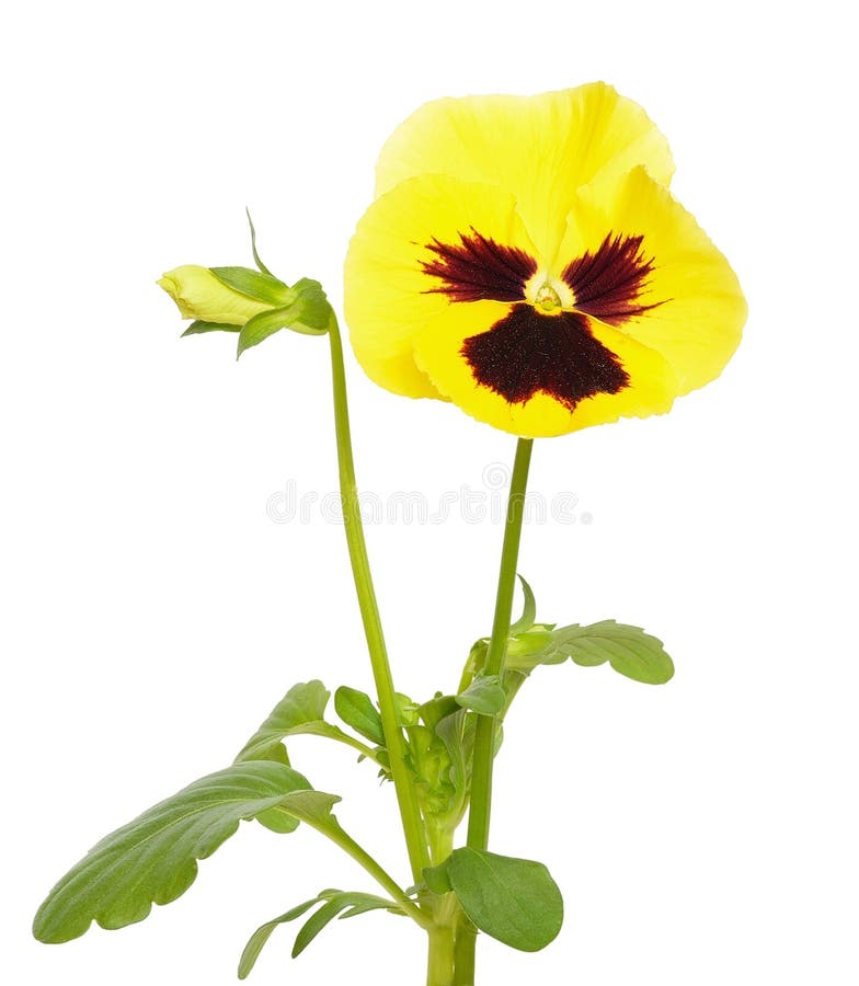 Viola flower field stock image. Image of delicate, beauty - 27369623