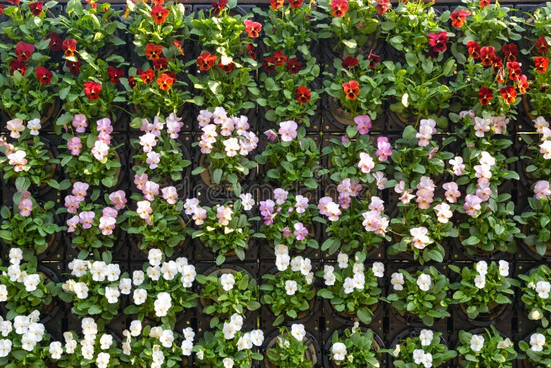 Viola Flower on Vertical Garden Stock Photo - Image of flower, green ...