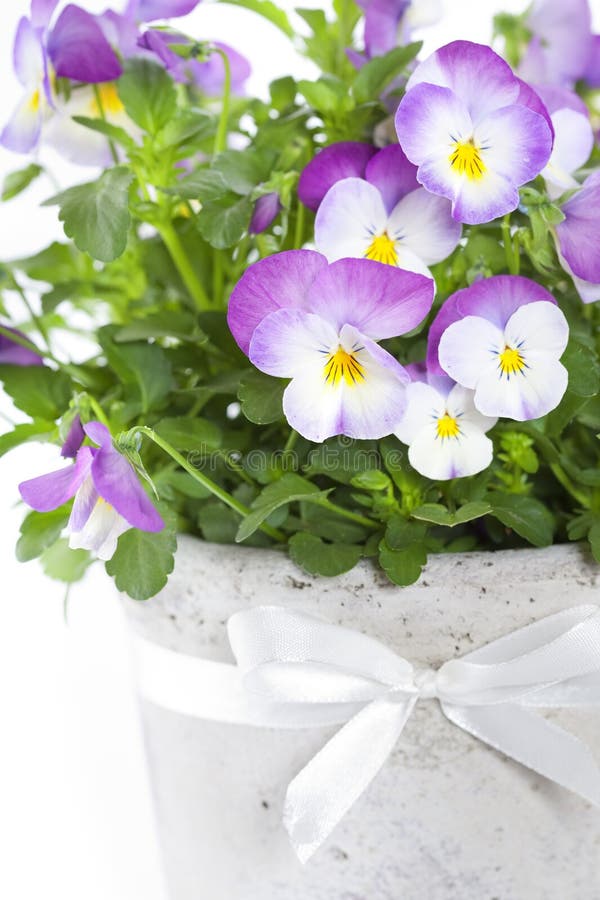 Viola flowers stock image. Image of garden, fresh, nature - 19048899