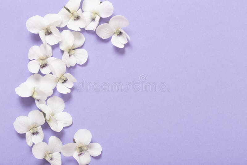 Viola Flowers on Paper Background Stock Image - Image of frame ...