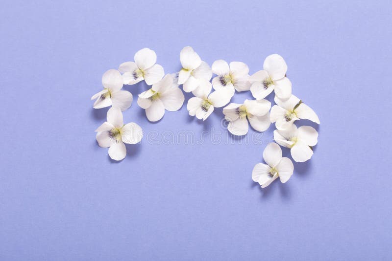 Viola Flowers on Paper Background Stock Image - Image of nature ...