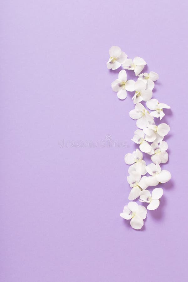 Viola Flowers on Paper Background Stock Photo - Image of flower, flat ...