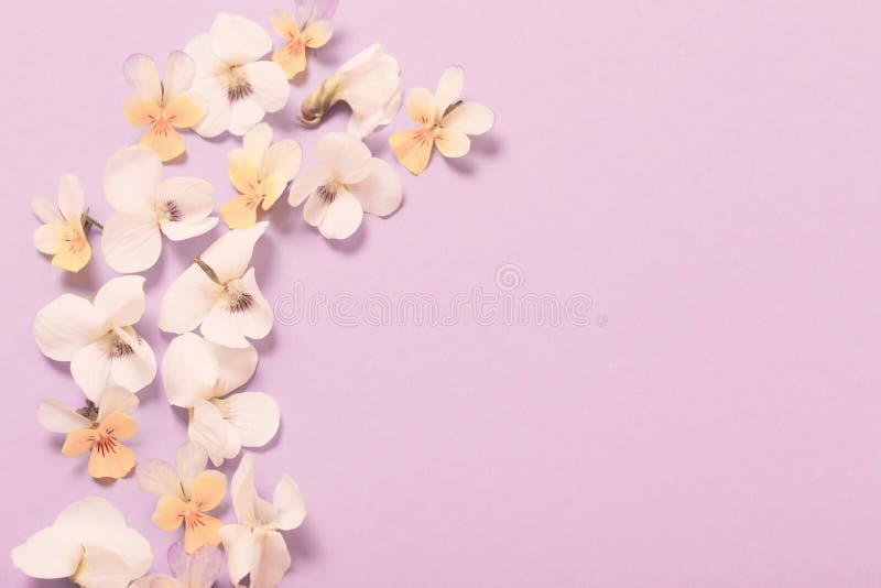 Viola Flowers on Paper Background Stock Image - Image of bloom, copy ...