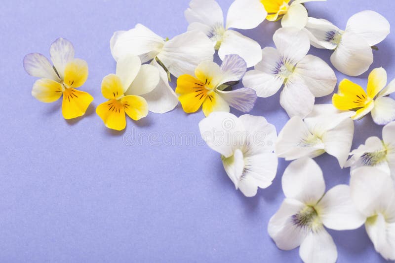 Viola Flowers on Paper Background Stock Photo - Image of decoration ...