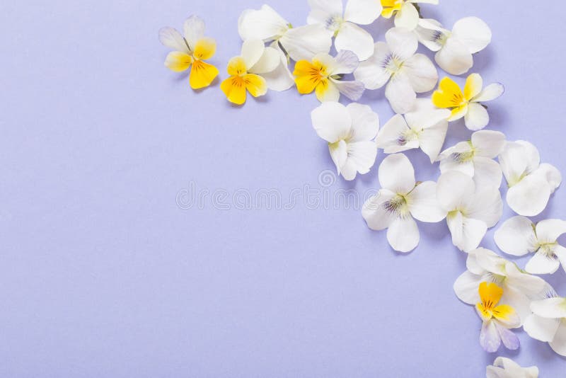Viola Flowers on Paper Background Stock Photo - Image of background ...