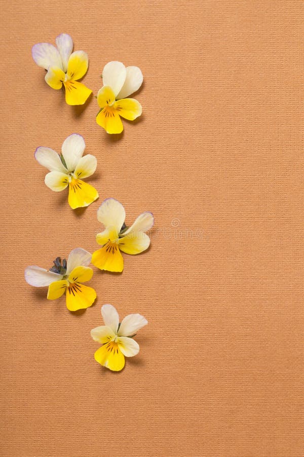 Viola Flowers on Paper Background Stock Photo - Image of decoration ...