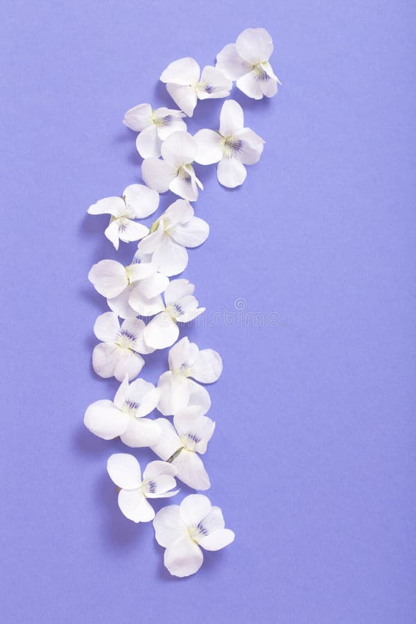Viola Flowers on Paper Background Stock Image - Image of floral ...