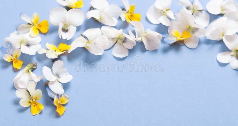 Viola Flowers on Paper Background Stock Photo - Image of floral ...