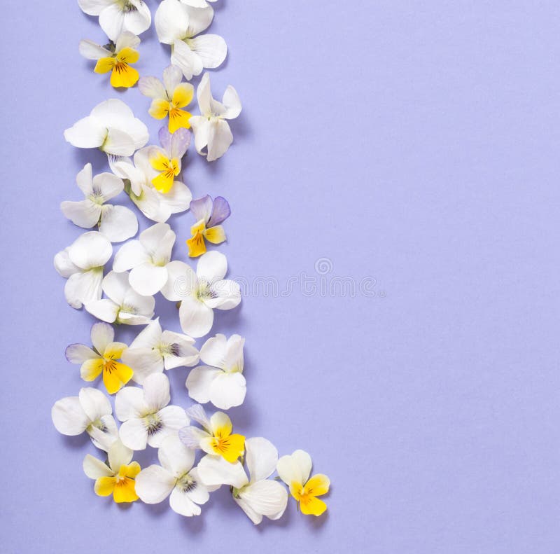 Viola Flowers on Paper Background Stock Image - Image of paper, flat ...