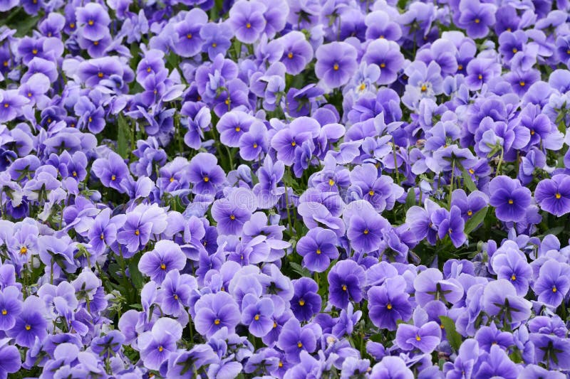 Viola Flowers stock image. Image of flora, flowers, blossom - 31643485