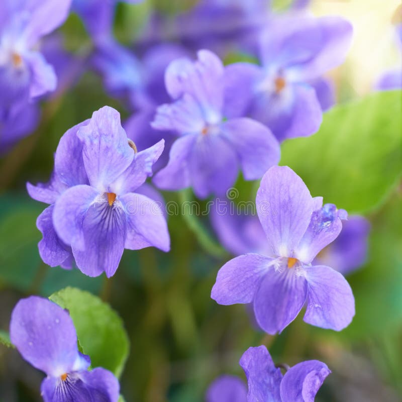 Viola flowers stock image. Image of elegance, close, delicate - 39571595