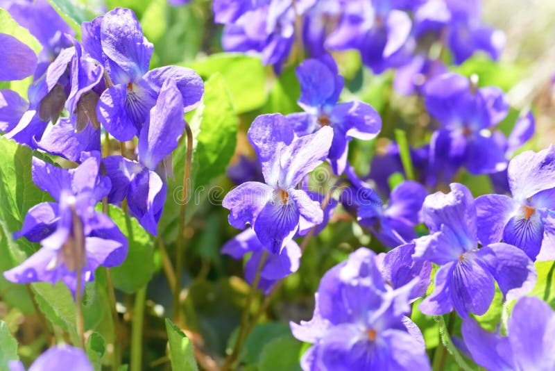 Viola flowers stock photo. Image of beauty, decorative - 109141552