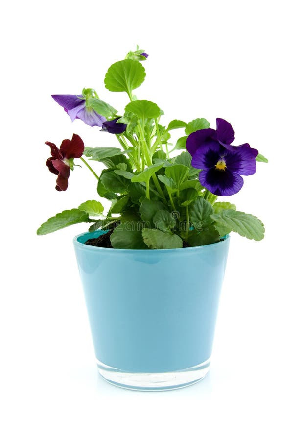 41+ Viola pot Free Stock Photos - StockFreeImages