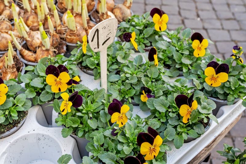 Viola Flowers with Price on Display at a Garden Store Stock Image ...