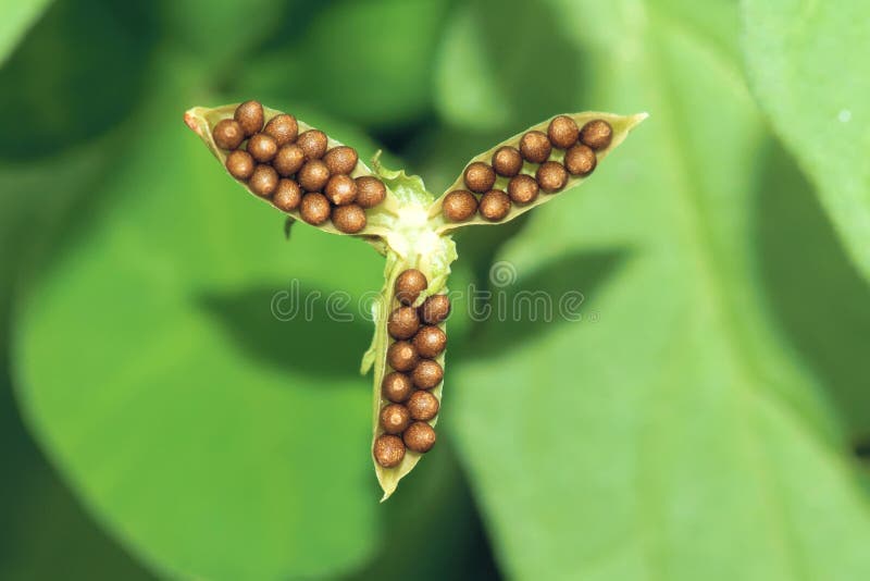 Viola fruits stock image. Image of close, pods, fruitage - 44562879