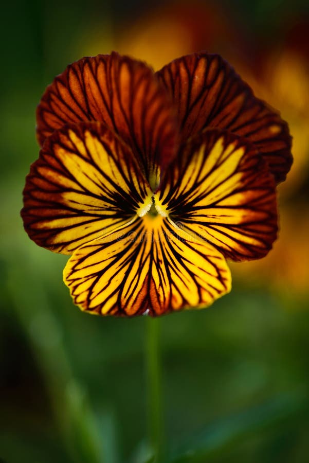 Viola hybrida `Tiger Eye` stock image. Image of detail - 194778469