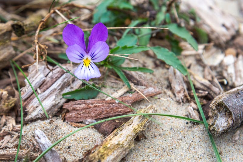 Viola litoralis flower stock image. Image of spring - 329772135