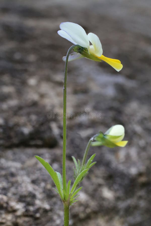 Viola Macedonica - Wild Flower Stock Photo - Image of viola, wild ...
