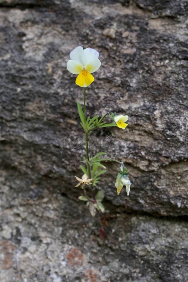 Viola Macedonica - Wild Flower Stock Photo - Image of botanical ...