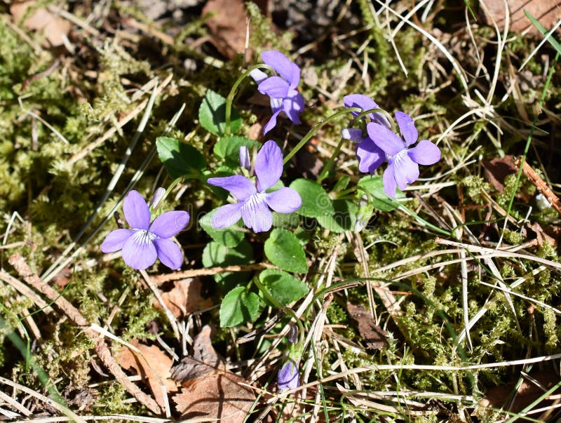 Viola Mirabilis Wonder Violet in Spring Garden Stock Photo - Image of ...