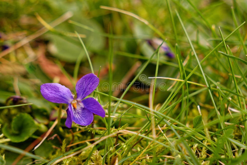 Viola Odorata Flower Close Up Stock Image - Image of beautiful, closeup ...