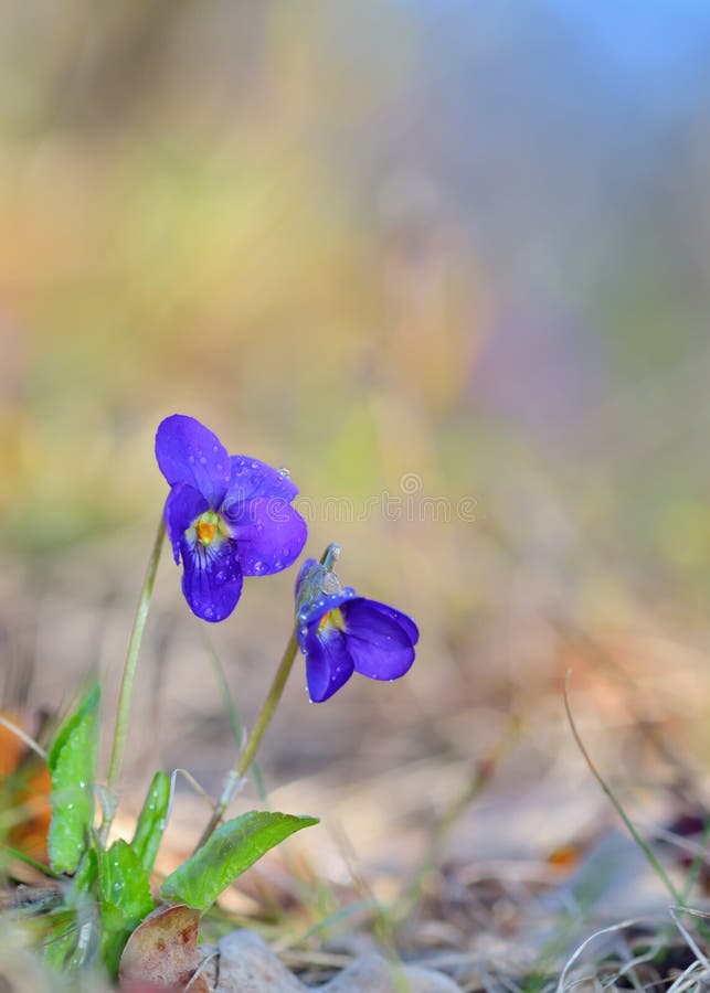 Viola Odorata Flowers Blooming Stock Image - Image of odorata, delicate ...
