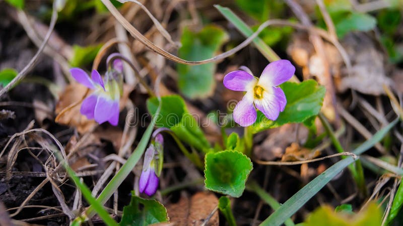 Viola odorata stock photo. Image of viola, early, wild - 88583418