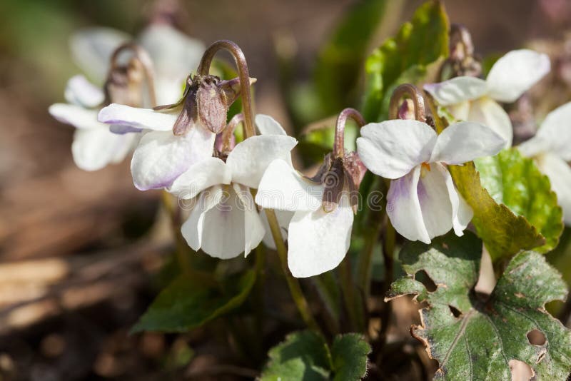 Viola Odorata - Plant with Beautiful Spring Flowers Stock Image - Image ...
