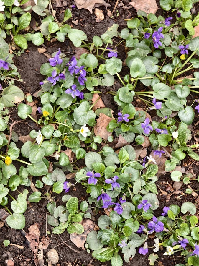 Viola Odorata Plants Flower Stock Image - Image of viola, odorata ...