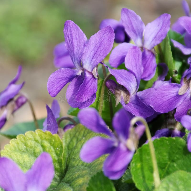 Viola odorata stock image. Image of flower, odorata, leaf - 23075743