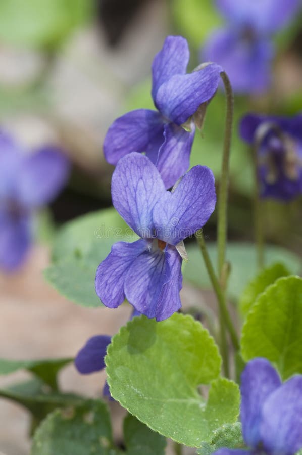 Viola Palustris Marsh Violet Stock Photo - Image of brown, palustris ...