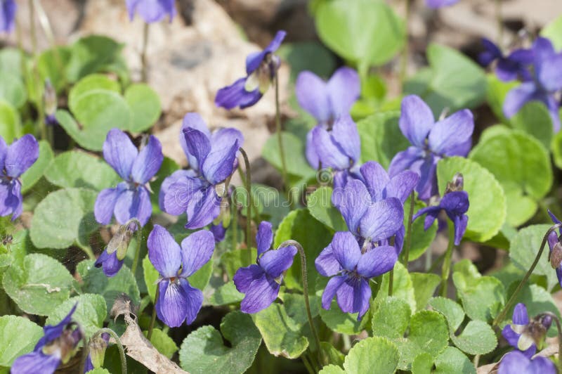 Viola Palustris Marsh Violet Stock Photo - Image of full, season: 146017154