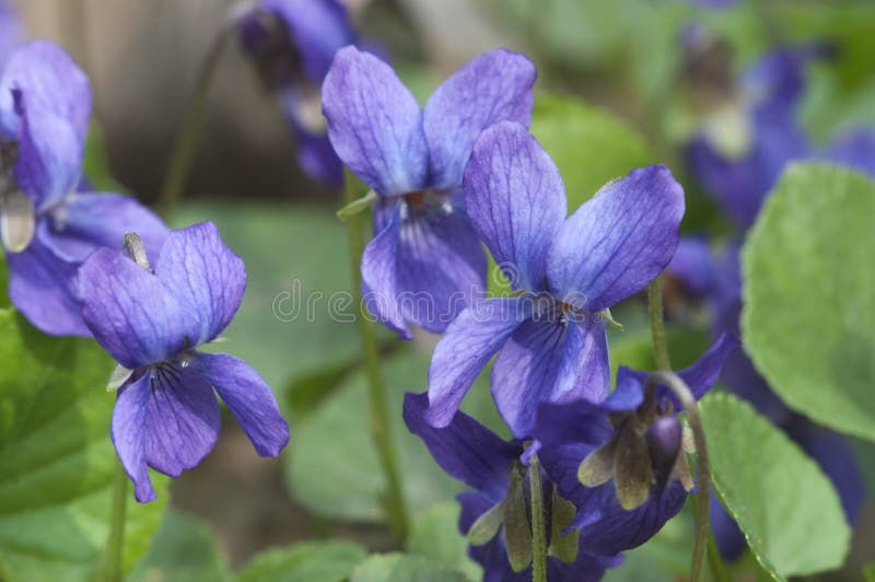 Viola Palustris Marsh Violet Stock Image - Image of brown, grey: 146017145