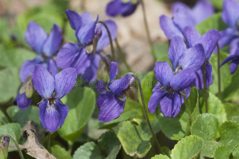 Viola Palustris Marsh Violet Stock Photo - Image of head, full: 146010660