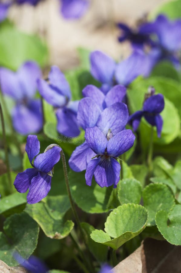 Viola Palustris Marsh Violet Stock Photo - Image of horizontal, green ...