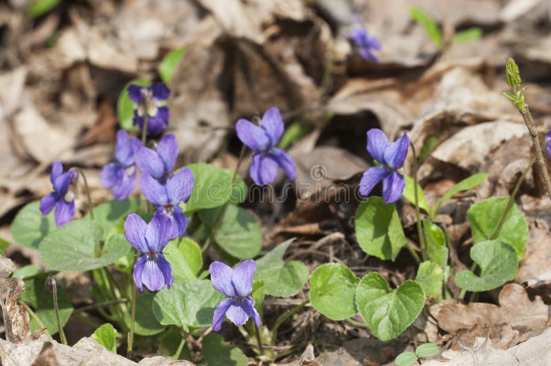 Viola Palustris Marsh Violet Stock Image - Image of plant, flower ...