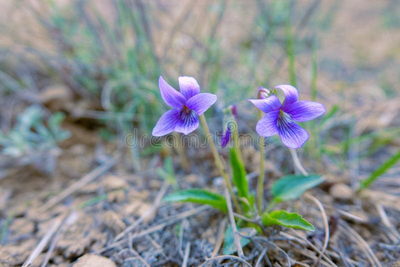 Viola philippica stock image. Image of violaceae, plant - 242535405