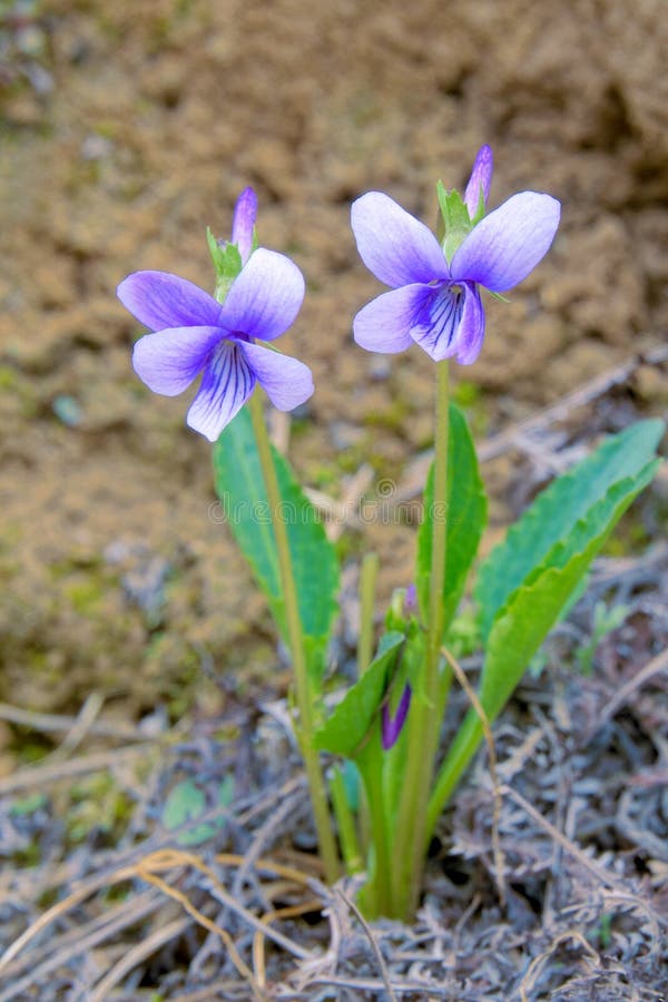 Viola philippica stock image. Image of flower, plant - 242512159