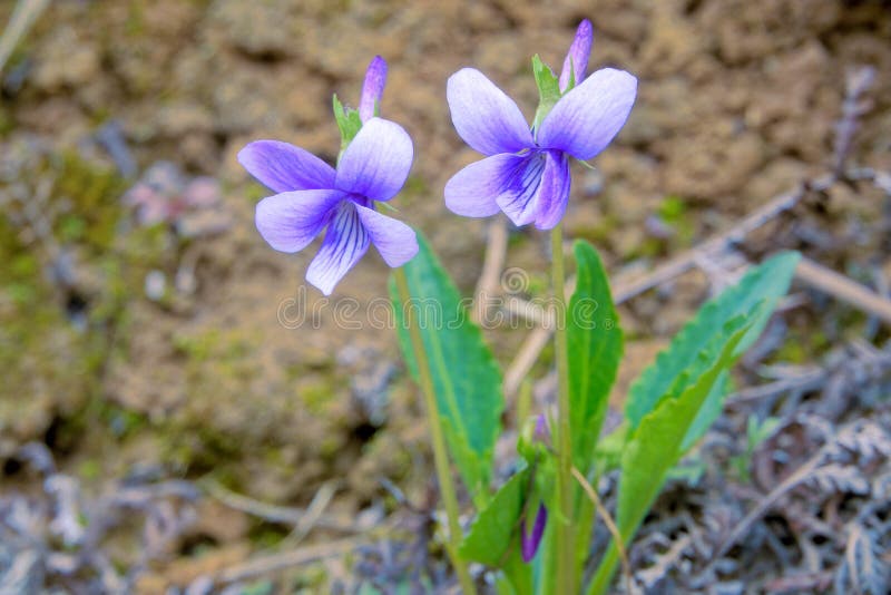 Viola philippica stock photo. Image of plant, flowers - 242534844
