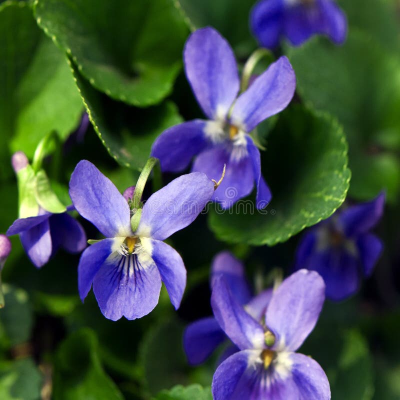 Viola (plant) stock image. Image of leaves, detail, green - 39103065