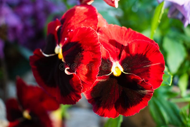 Viola Plant in Garden. Red Flower. Stock Image - Image of garden, fresh ...