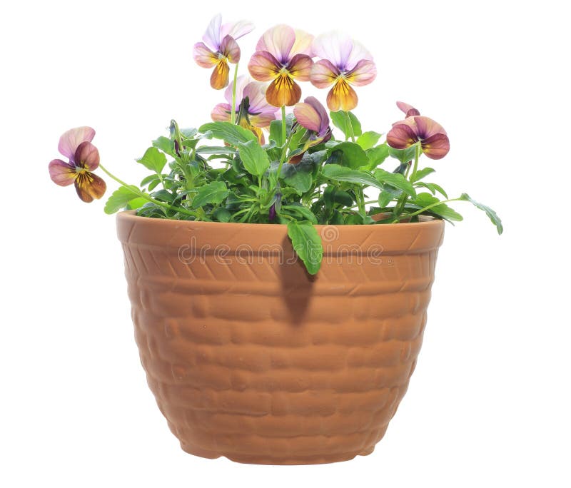 Viola in the pot stock image. Image of lovely, studioshot - 35793269