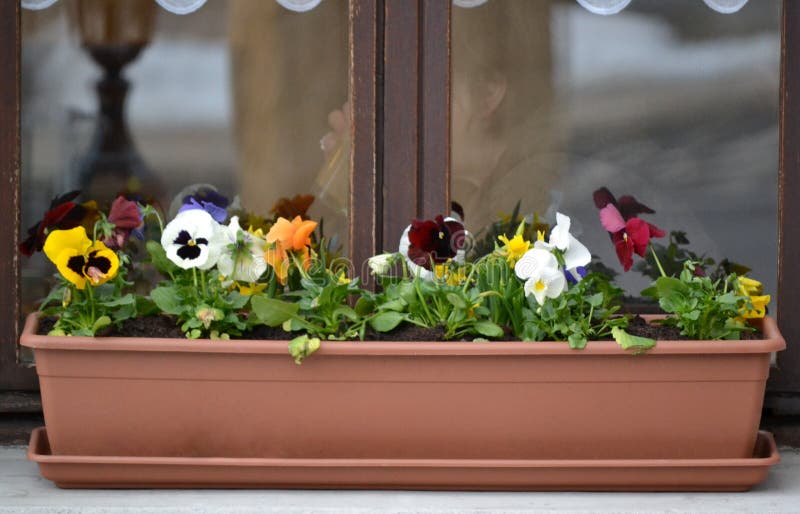 433 Viola Pot Window Stock Photos - Free & Royalty-Free Stock Photos ...