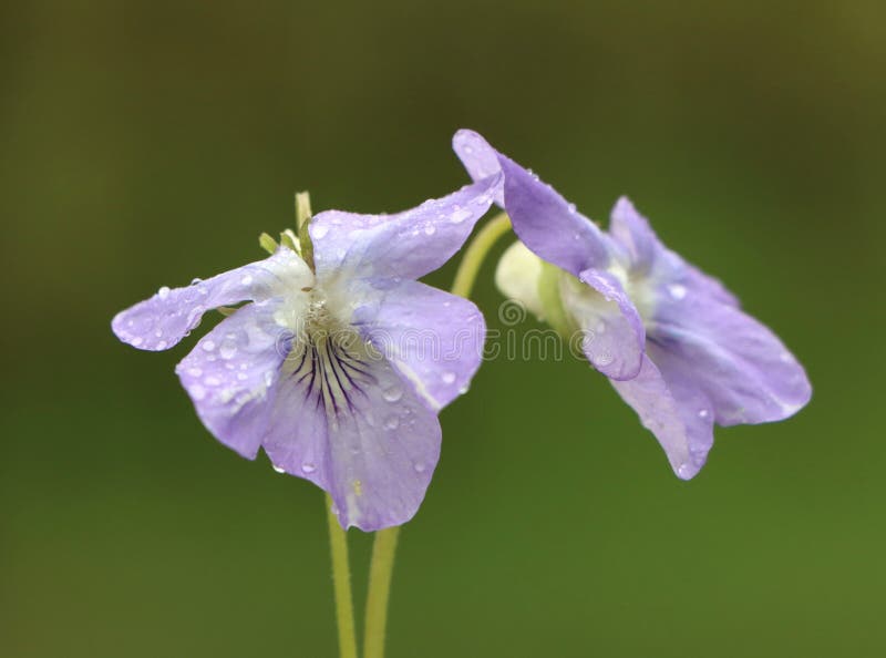 Viola Riviniana (common Dog Violet) Stock Photo - Image of violet ...
