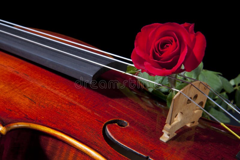 Viola Rossa Del Violino E Della Rosa Fotografia Stock - Immagine di ...