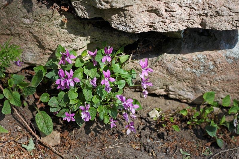Viola rupestris stock photo. Image of spring, herb, decorative - 185129164
