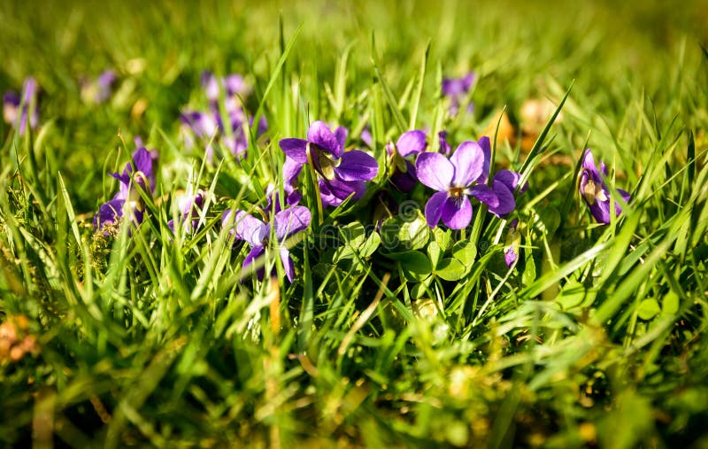 Viola stock photo. Image of wildflower, grass, herb, viola - 39080378
